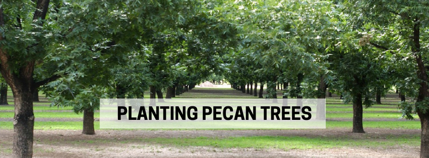 How to plant your Pecan trees – Womack Nursery