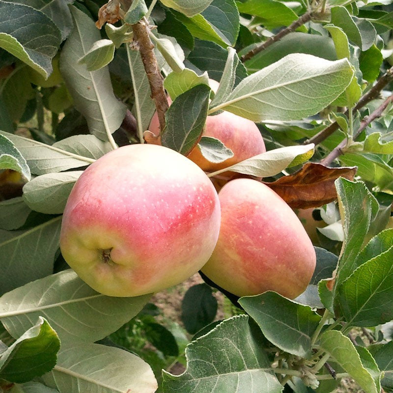 Products - Womack Nursery