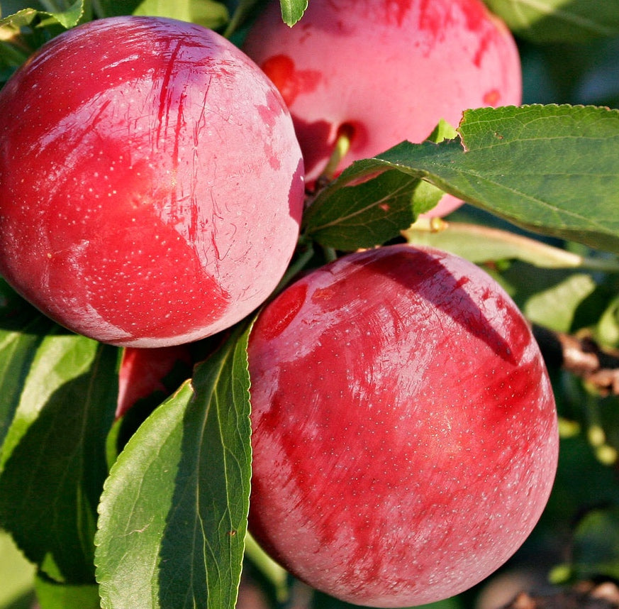 Products - Womack Nursery