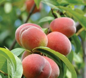 Peaches - Womack Nursery