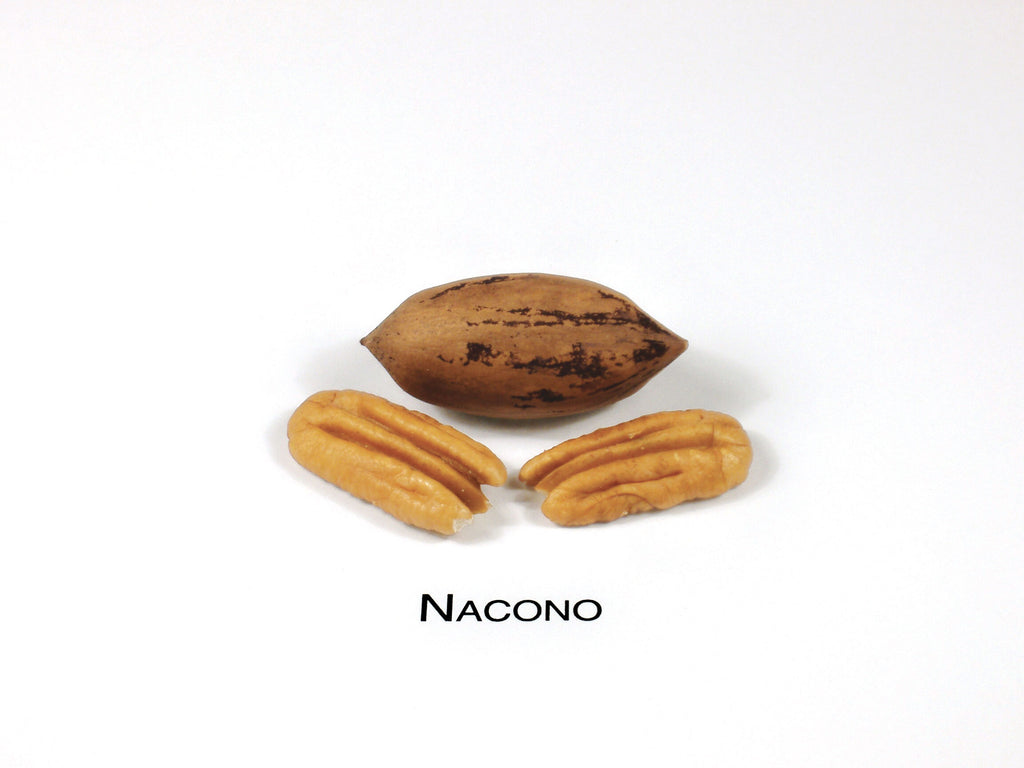 Pecans (Field Fresh Trees) - Womack Nursery