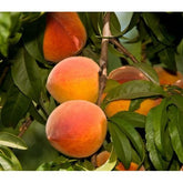Peaches – Womack Nursery