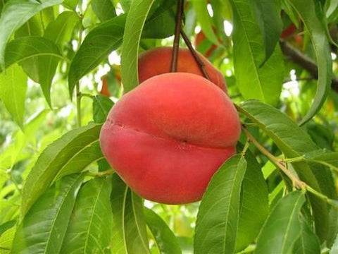 Peaches - Womack Nursery