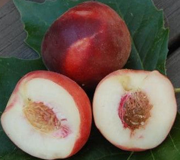 Peaches - Womack Nursery