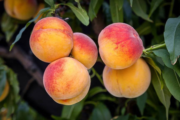 Peaches – Womack Nursery