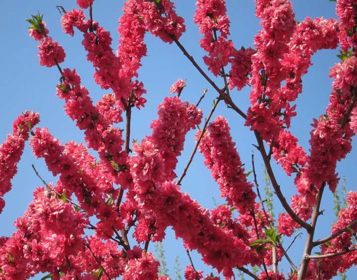 Peaches - Womack Nursery